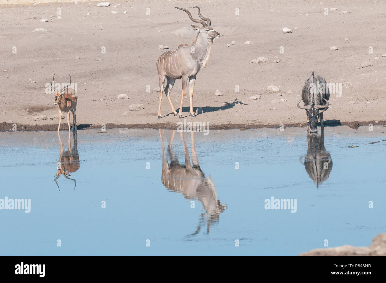 Black faced Impala. kudu and wilderbeest at the same waterhole Stock ...