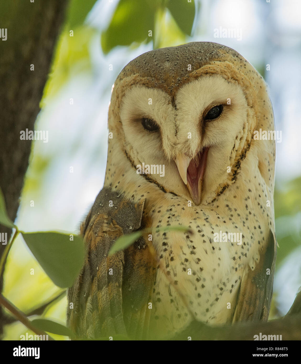 Barn owl in a tree Stock Photo - Alamy