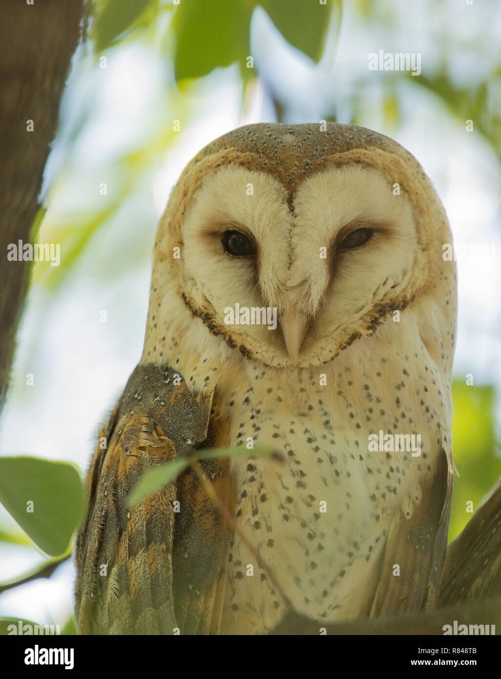 Barn owl in a tree Stock Photo - Alamy