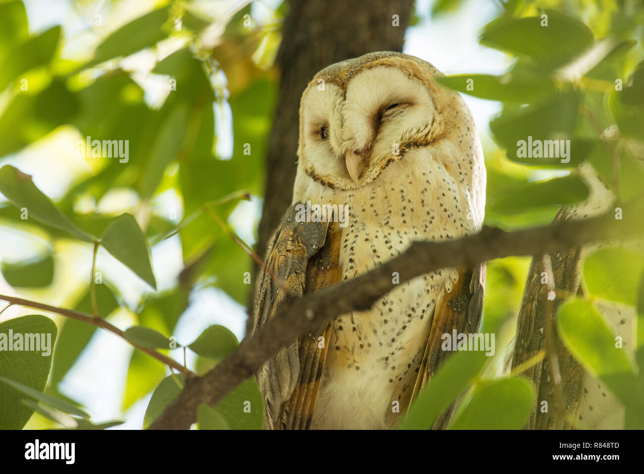 Barn owl in a tree Stock Photo - Alamy