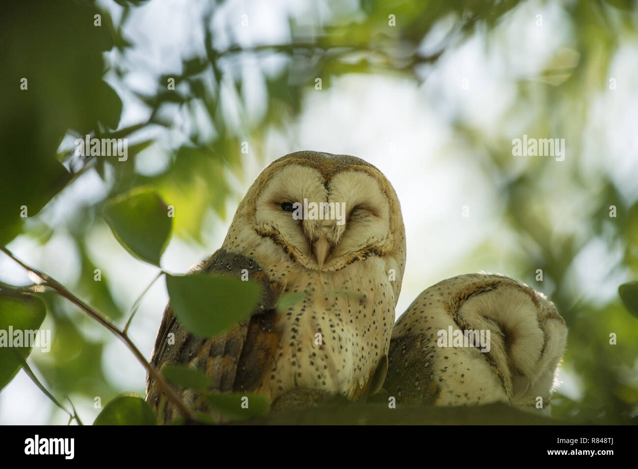 Barn owl in a tree Stock Photo - Alamy