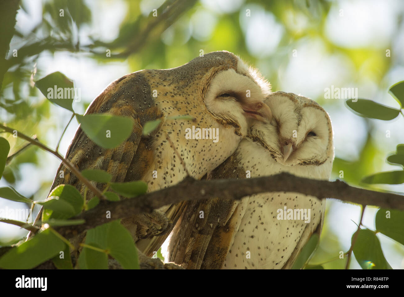 Barn owl in a tree Stock Photo - Alamy