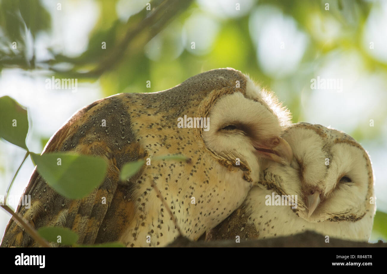 Barn owl in a tree Stock Photo - Alamy
