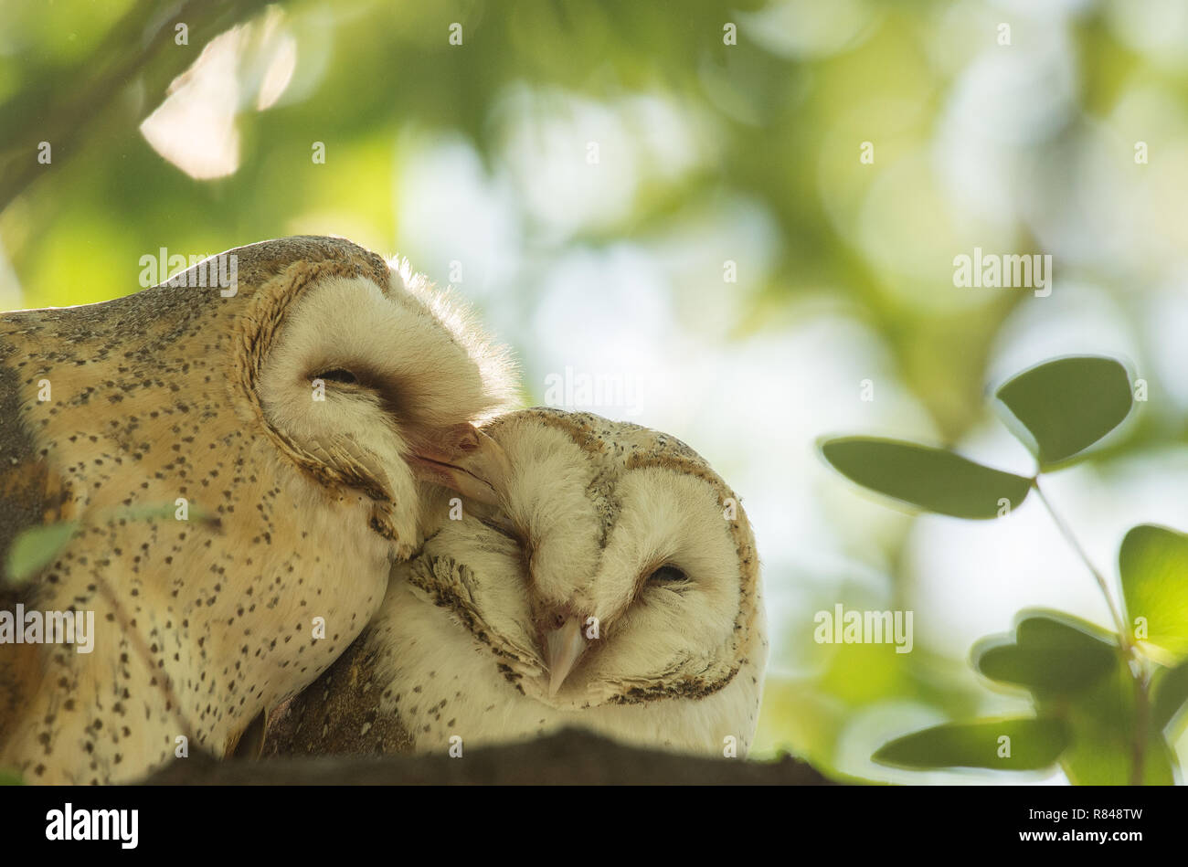 Barn owl in a tree Stock Photo - Alamy