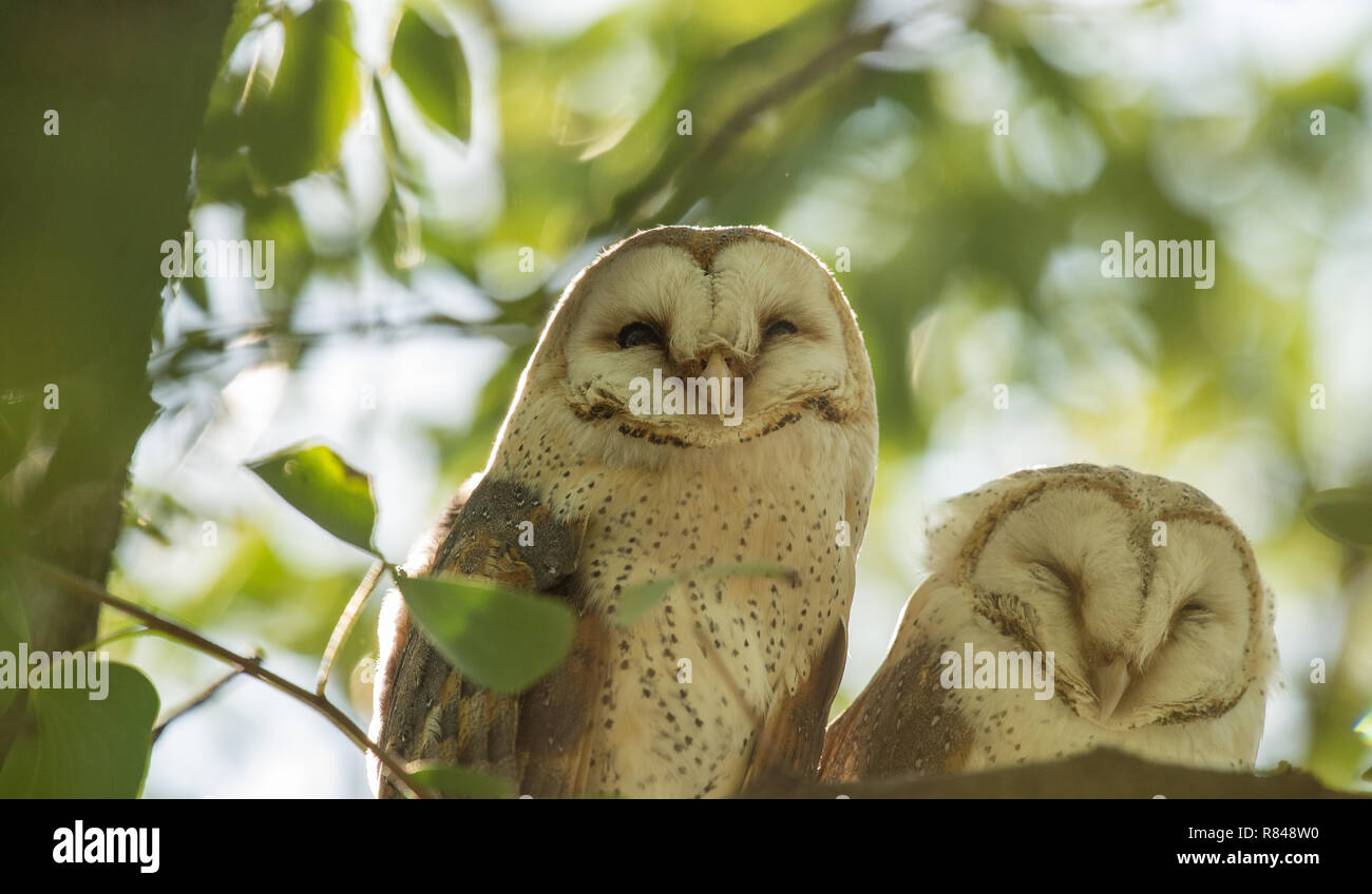 Barn owl in a tree Stock Photo - Alamy
