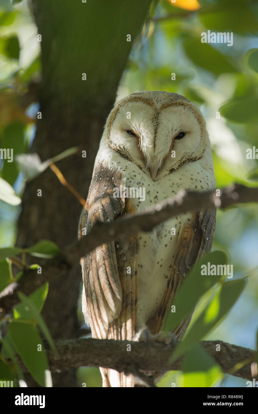 Barn owl in a tree Stock Photo - Alamy