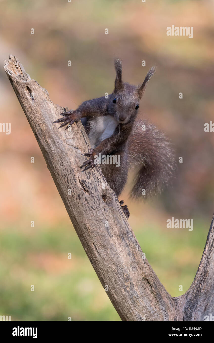 Red squirrel distribution hi-res stock photography and images - Alamy