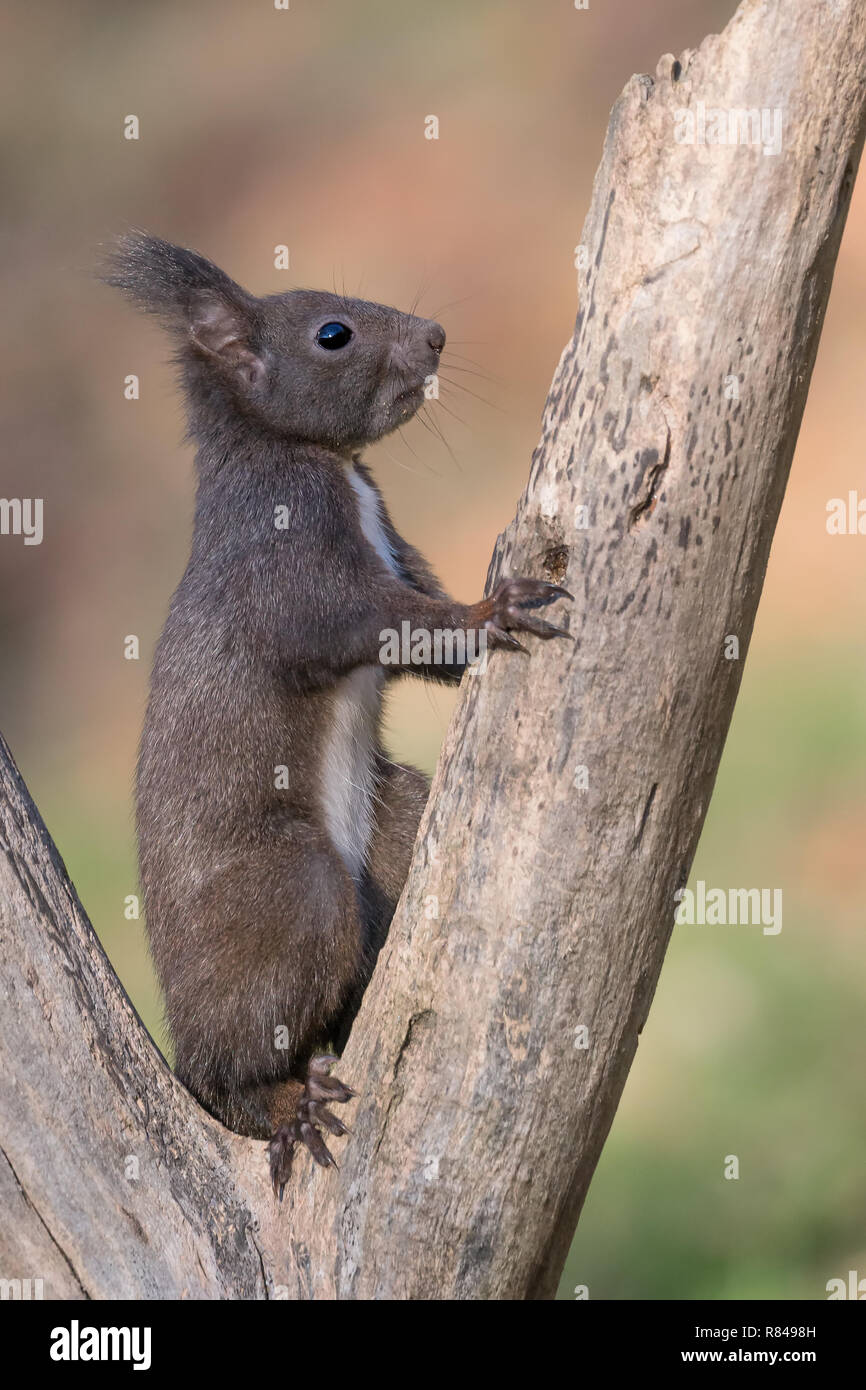 Portrait of red squirrel female (Sciurus vulgaris Stock Photo - Alamy