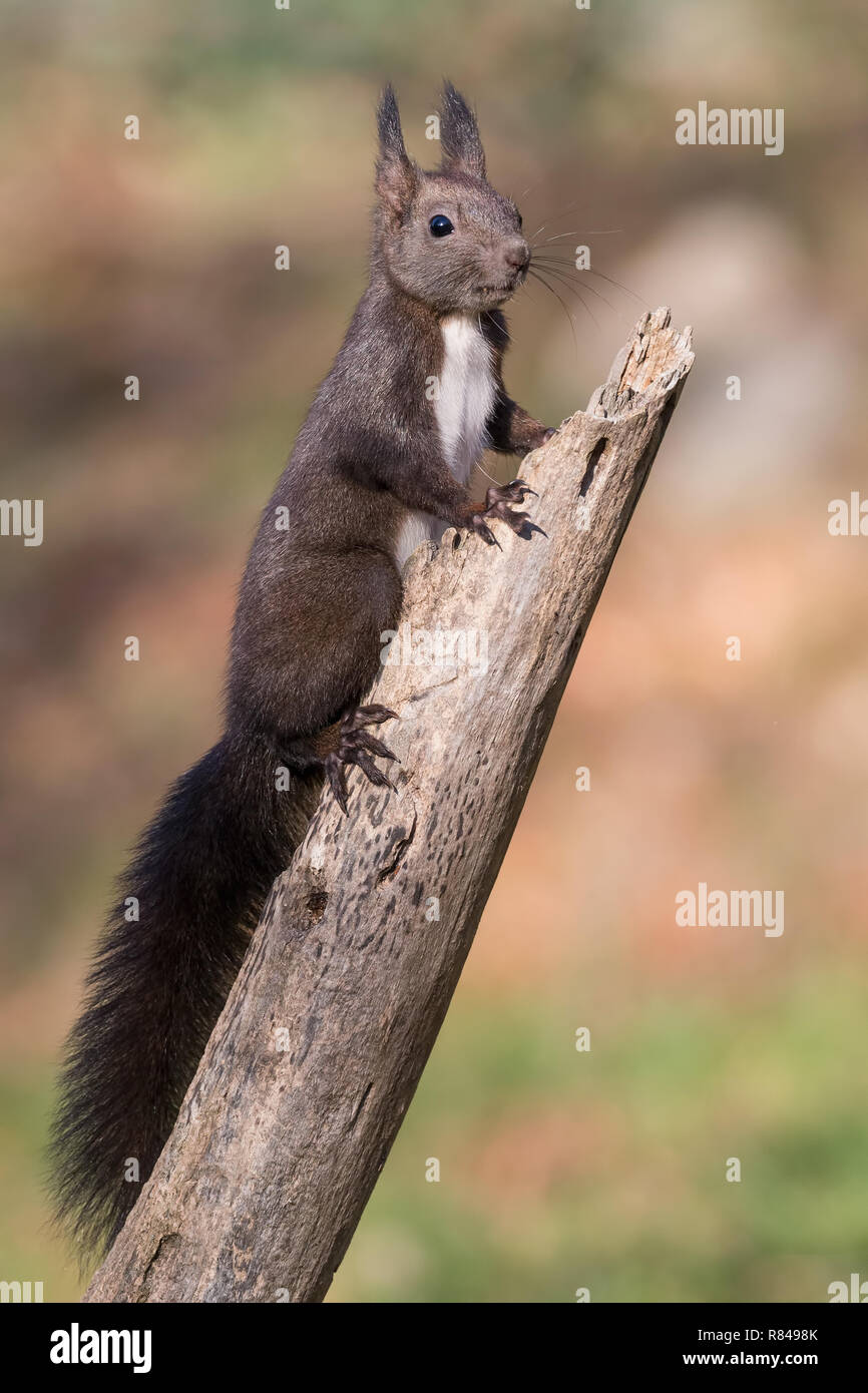 Portrait of red squirrel female (Sciurus vulgaris Stock Photo - Alamy