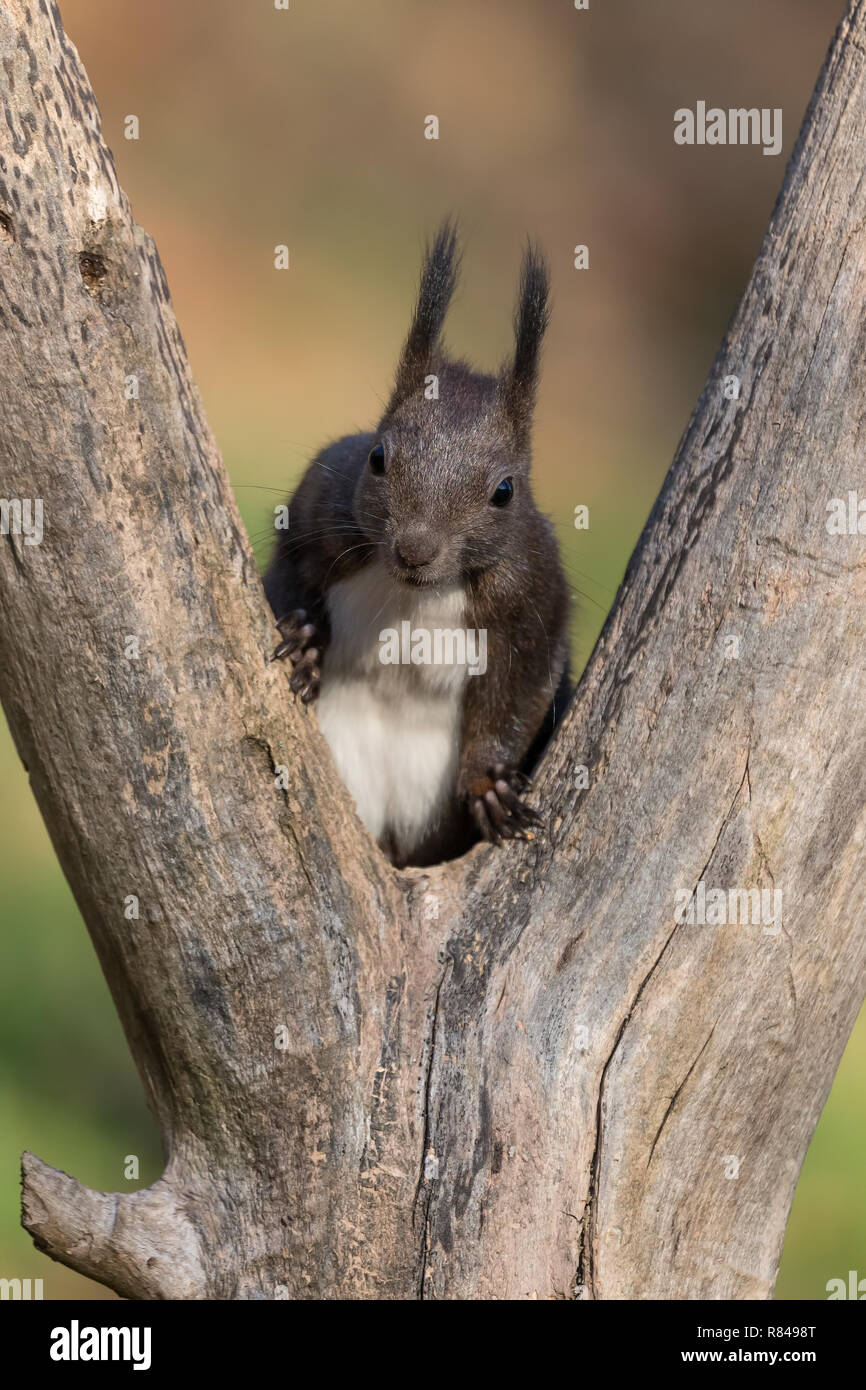 Portrait of red squirrel female (Sciurus vulgaris Stock Photo - Alamy