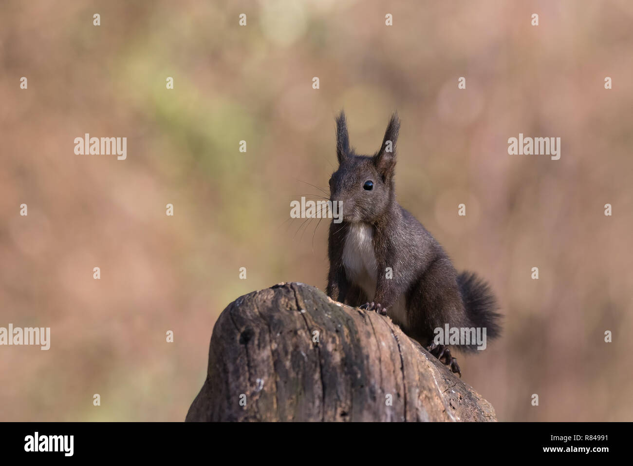 Sciurus Vulgaris Linnaeus High Resolution Stock Photography and Images ...
