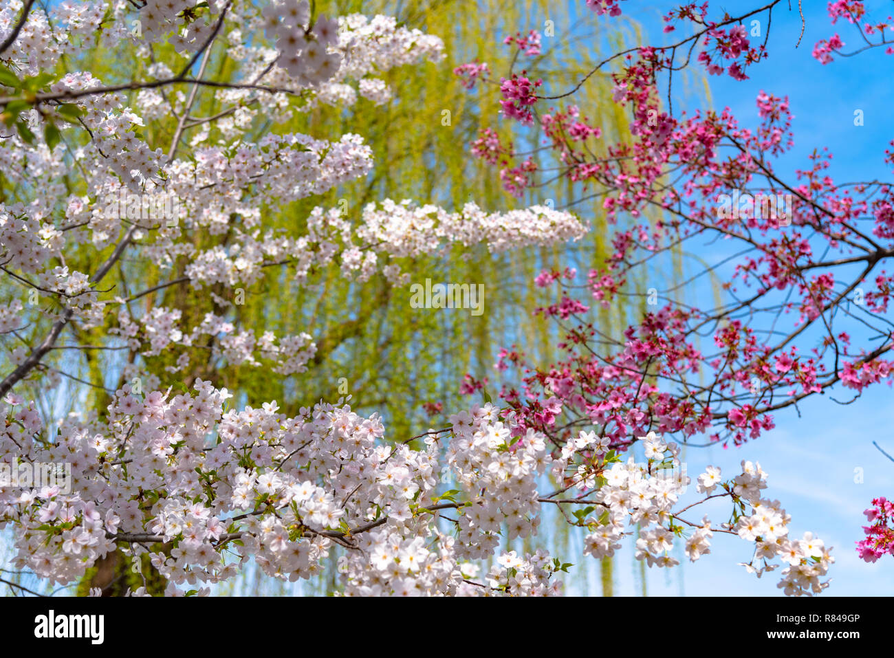 Cherry blossom in spring season at Tokyo, Japan Stock Photo - Alamy