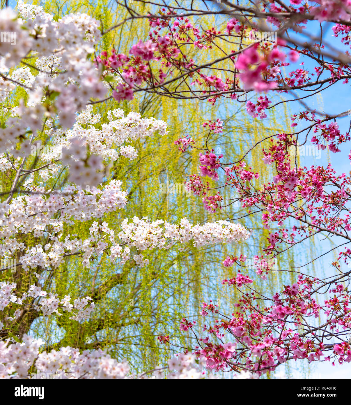 Spring weather tokyo hi-res stock photography and images - Alamy