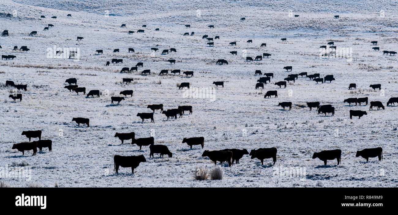 Black cows in a white frosty field in eastern Oregon Stock Photo - Alamy