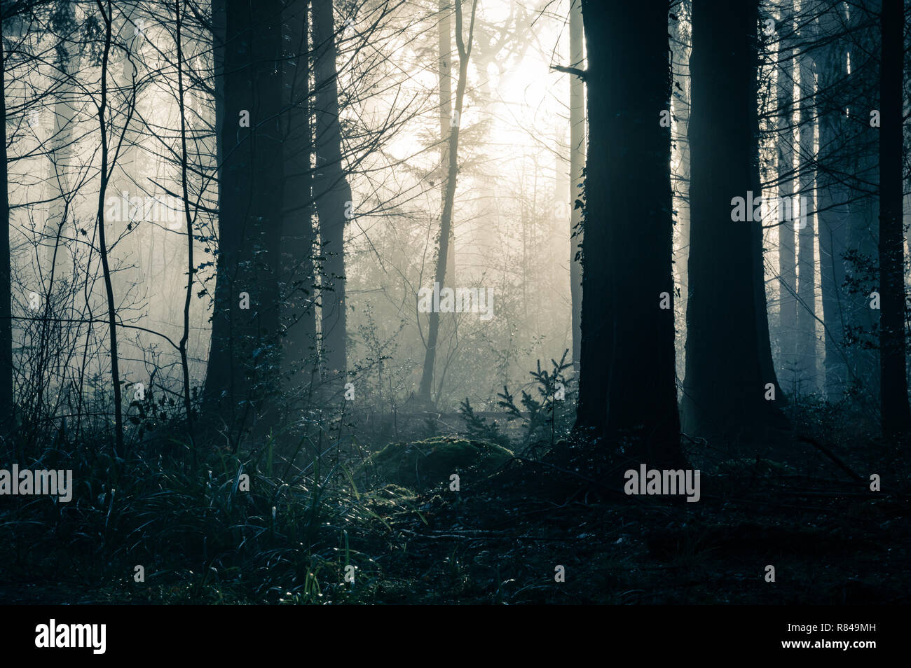 A dark magical forest with trees silhouetted against sunlight on a ...
