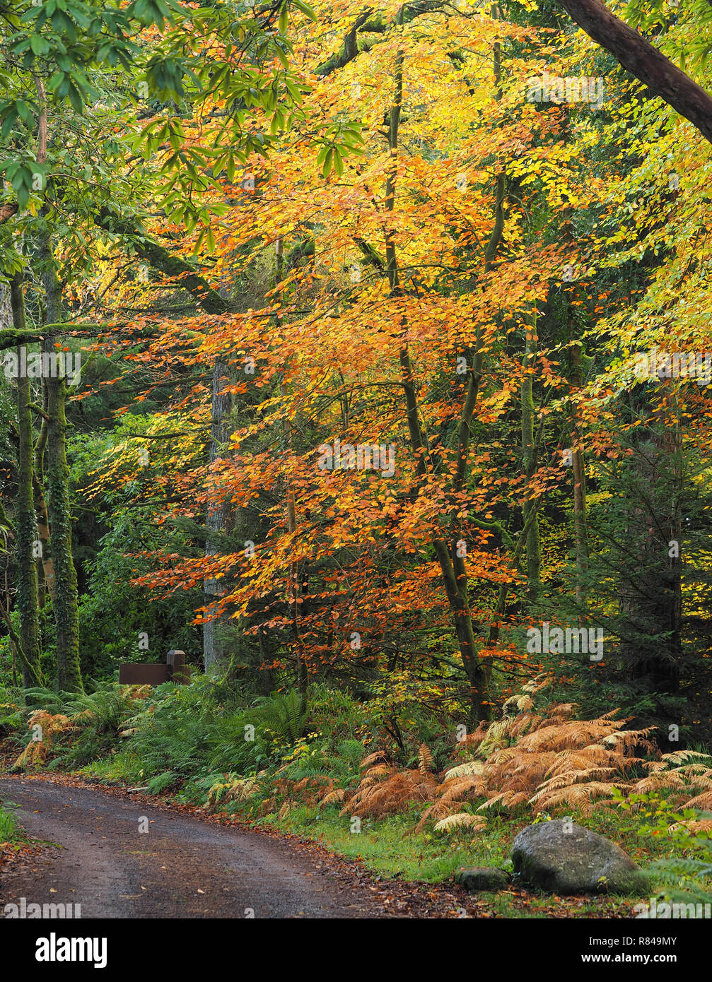 Autumn trees ireland hi-res stock photography and images - Alamy