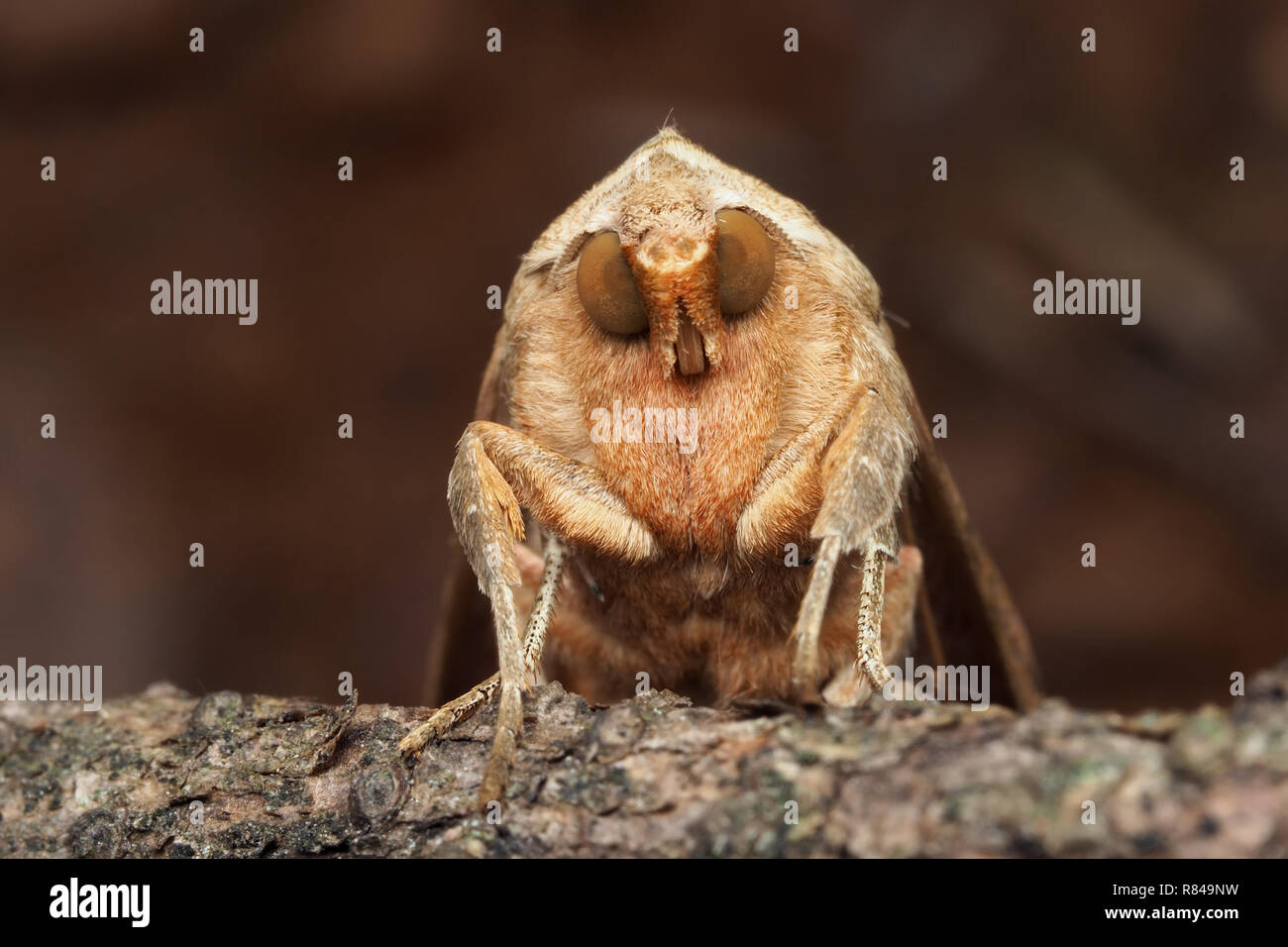 Frontal view of angle shades moth hi-res stock photography and images ...