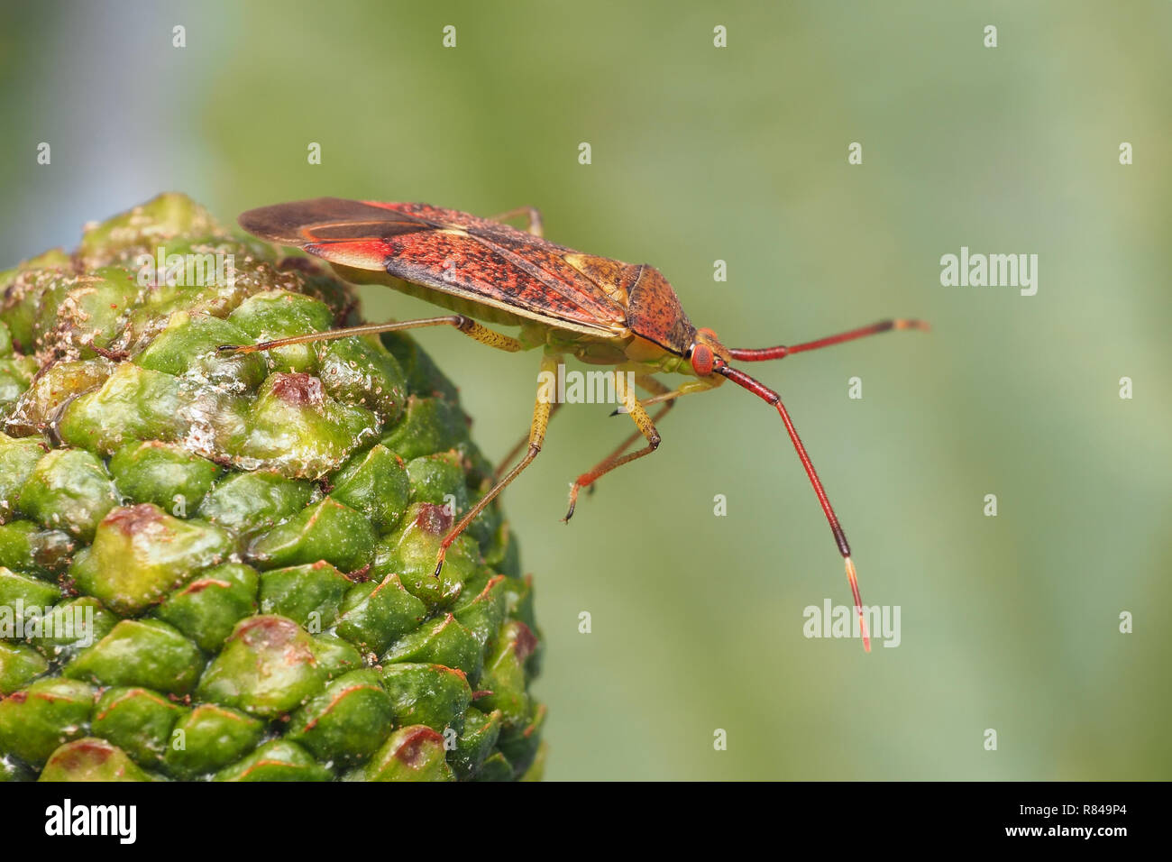 On an alder hi-res stock photography and images - Alamy