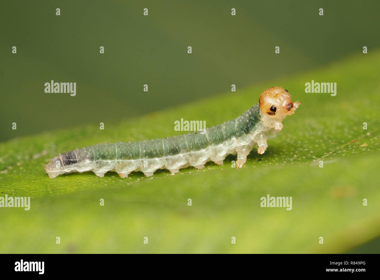 Sawfly larva on alder leaf hi-res stock photography and images - Alamy