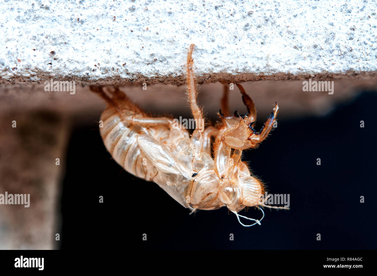 Molting insects hi-res stock photography and images - Alamy
