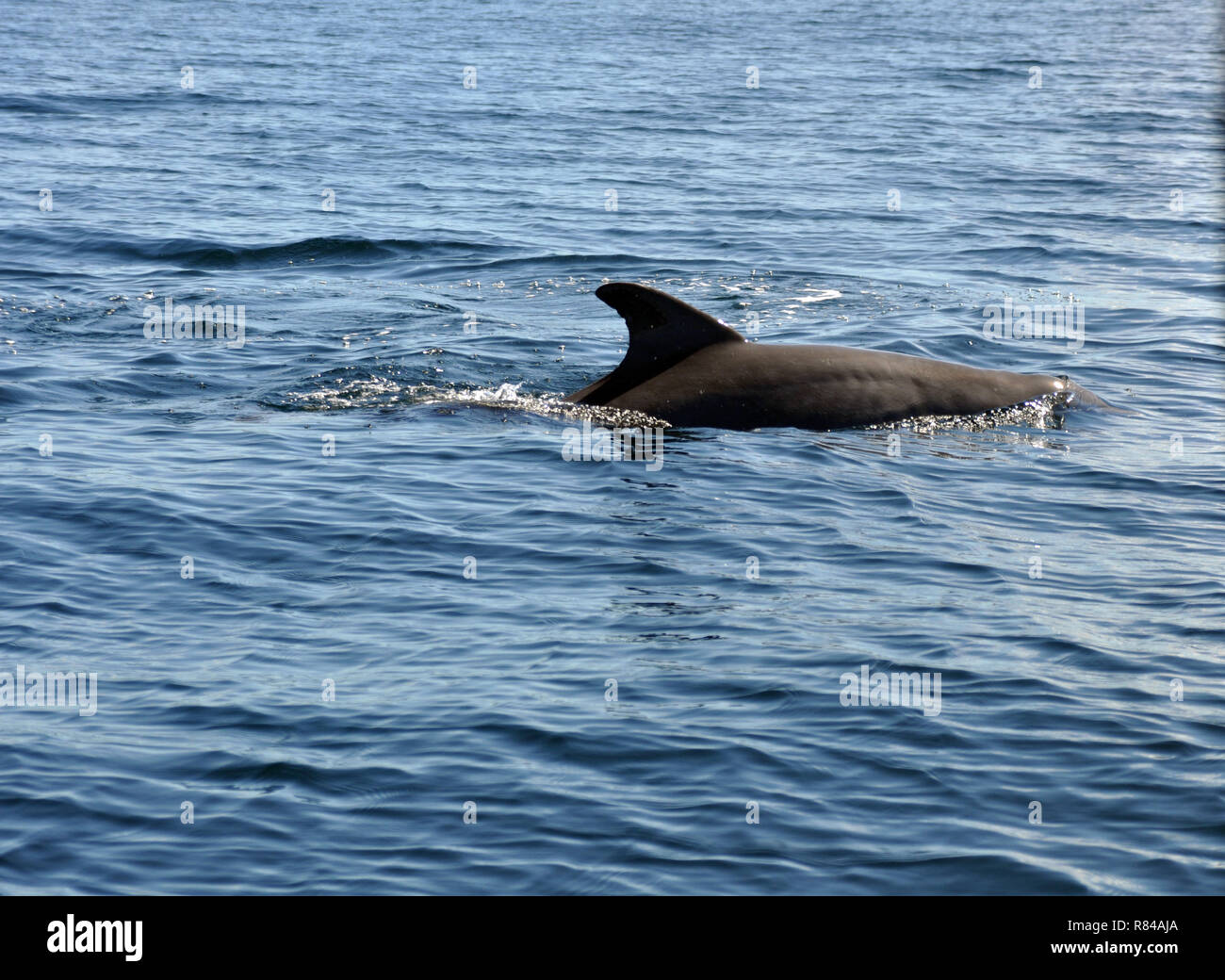 Dolphin swimming back hi-res stock photography and images - Alamy