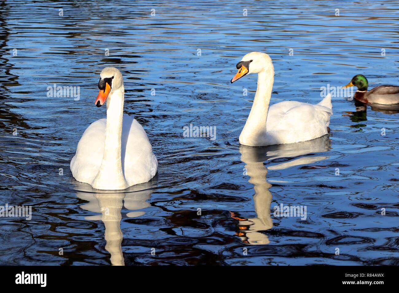 SWANS BRITISH WILDLIFE Stock Photo - Alamy