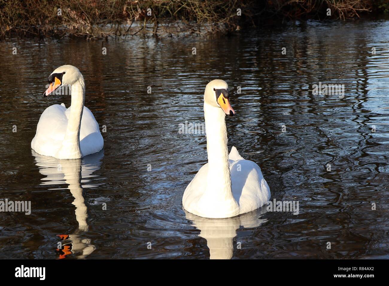 SWANS BRITISH WILDLIFE Stock Photo - Alamy