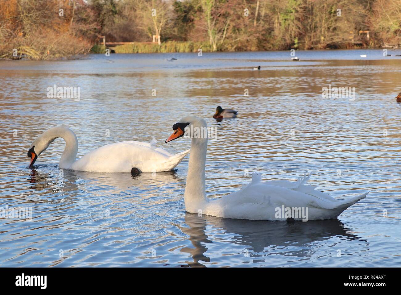 SWANS BRITISH WILDLIFE Stock Photo - Alamy