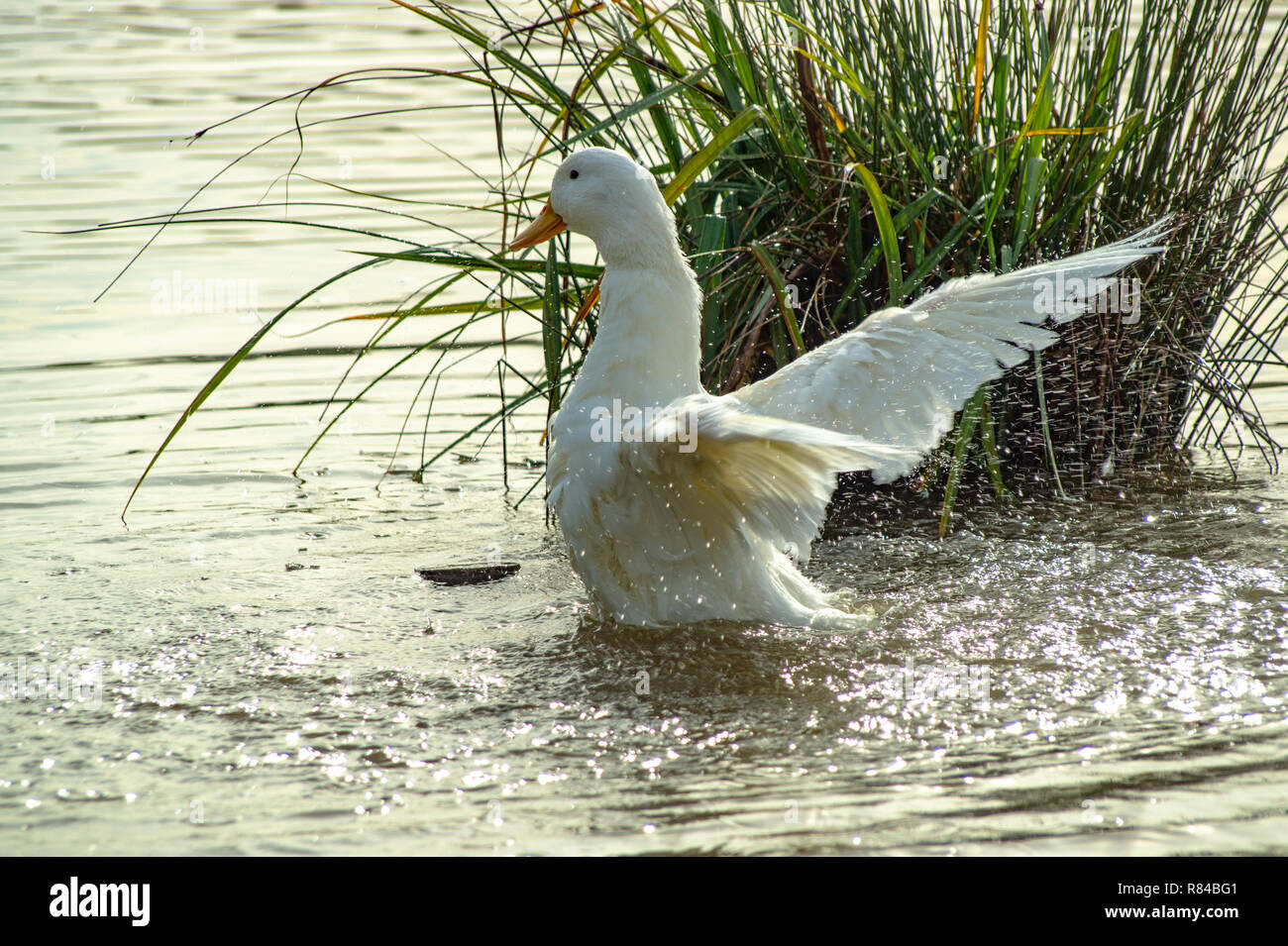 White Pekin (peking) ducks with white feathers and yellow bills in ...