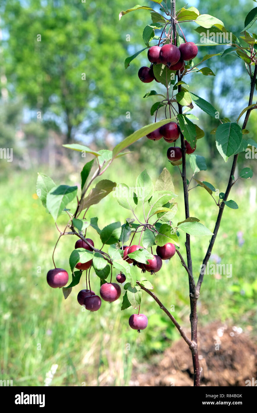 Paradise apple tree hi-res stock photography and images - Alamy