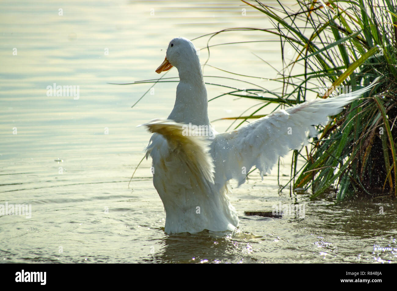 White Pekin (peking) ducks with white feathers and yellow bills in ...