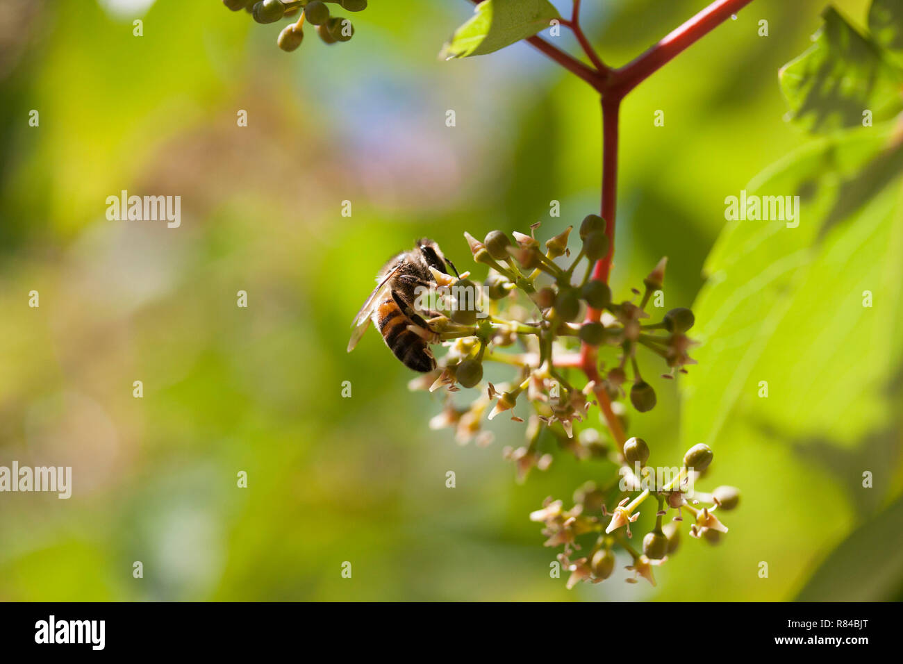 Virginia Creeper Ivy Vine's leaves Stock Photo - Alamy