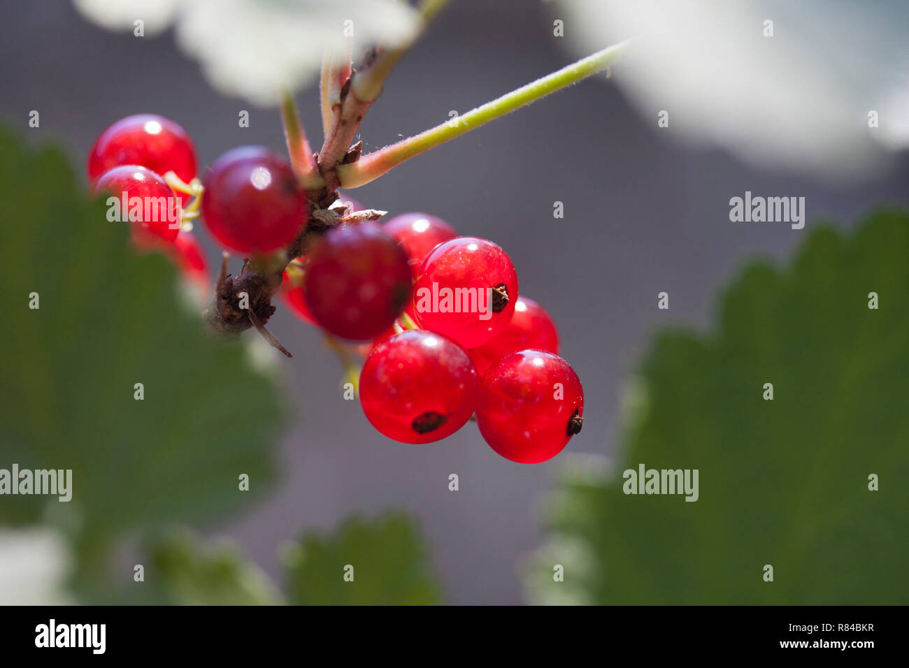 Ribes rubrum cultivar hi-res stock photography and images - Alamy