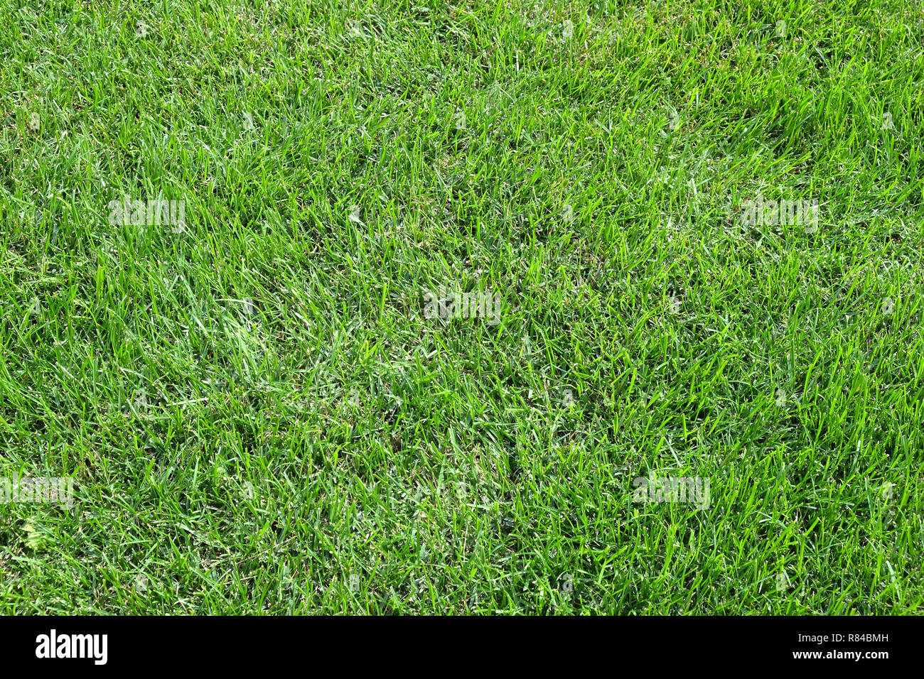 Meadow grass horizontal hi-res stock photography and images - Alamy