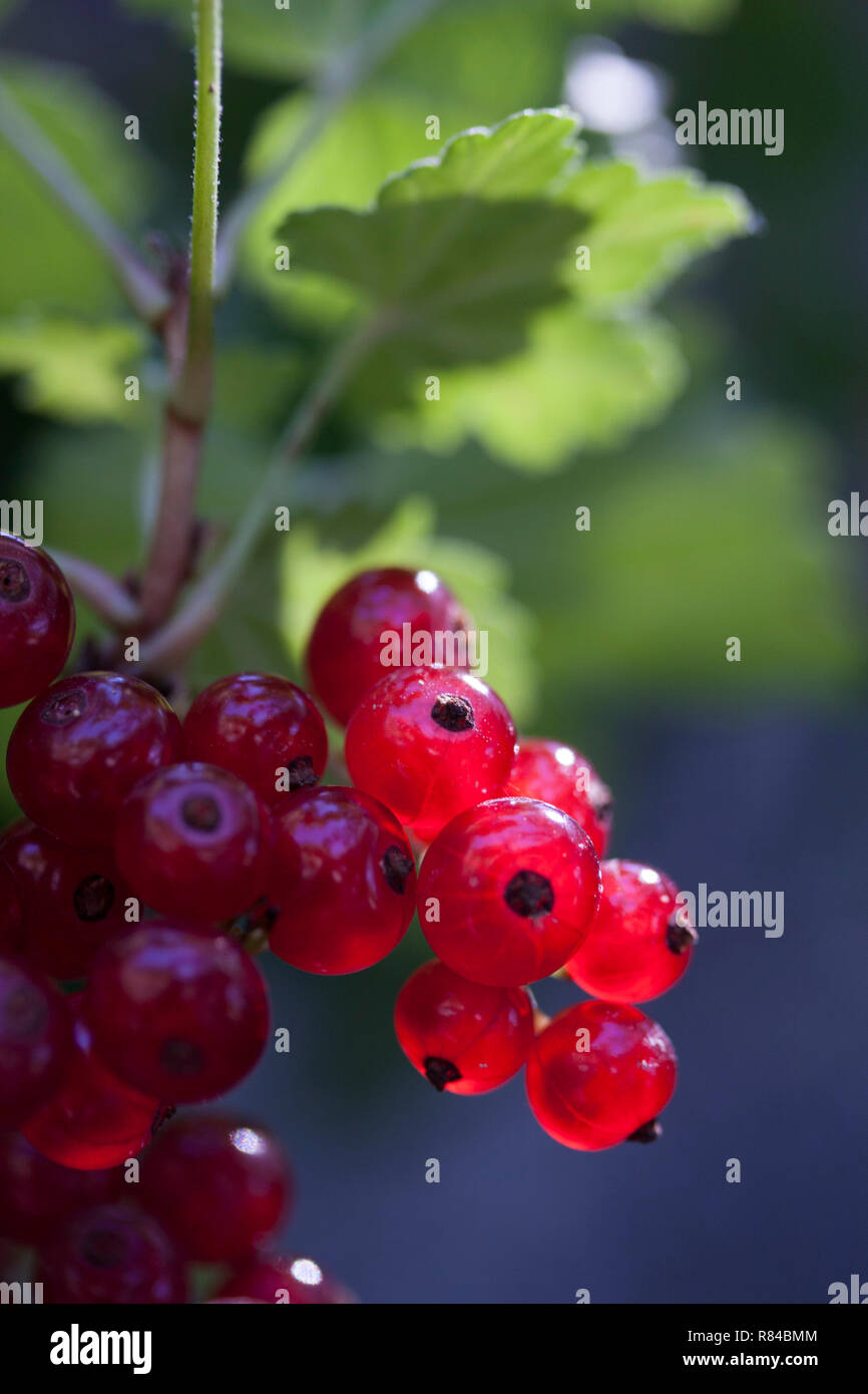 Ribes rubrum cultivar hi-res stock photography and images - Alamy