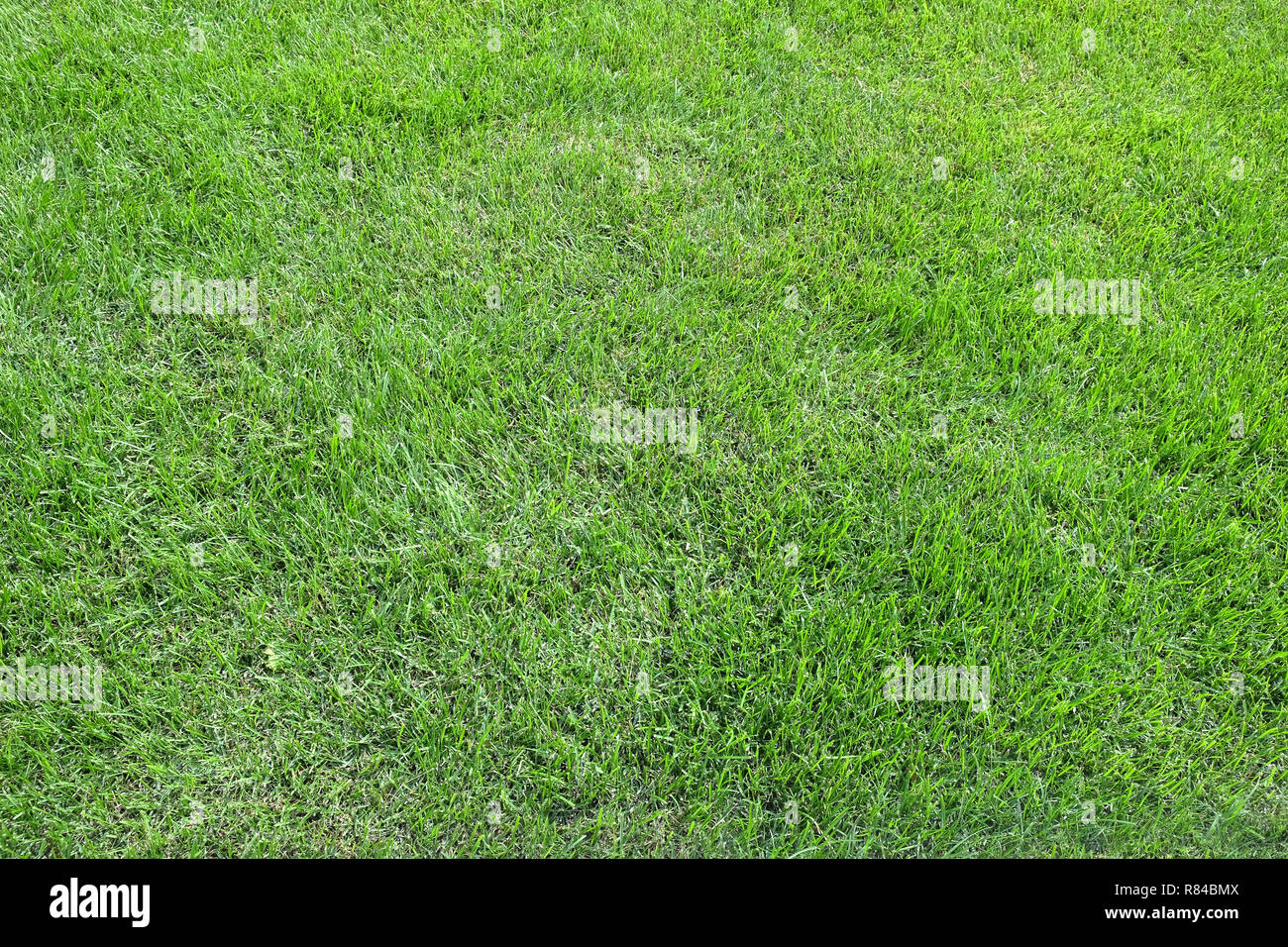 Horizontal grass stem hi-res stock photography and images - Alamy