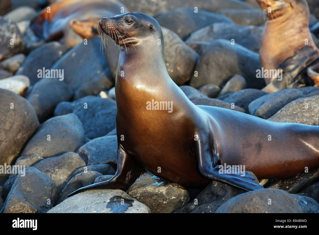 Galapagos sea lion resting on rocks at Suarez Point, Espanola Island ...
