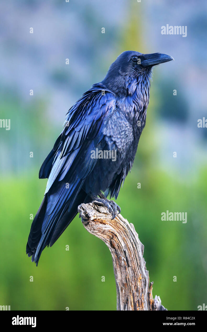 Raven tree hi-res stock photography and images - Alamy