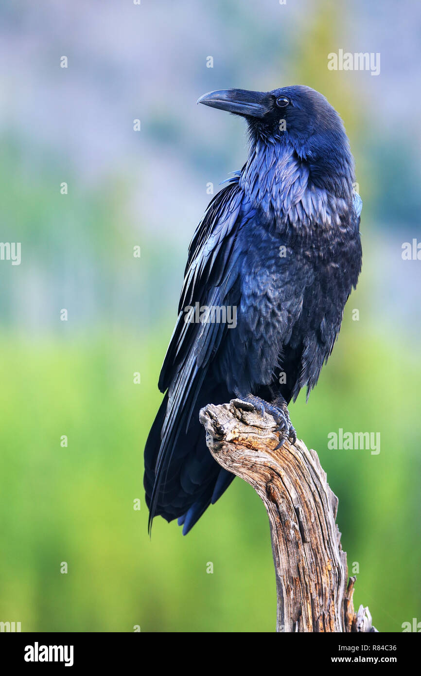 Raven in tree hi-res stock photography and images - Alamy