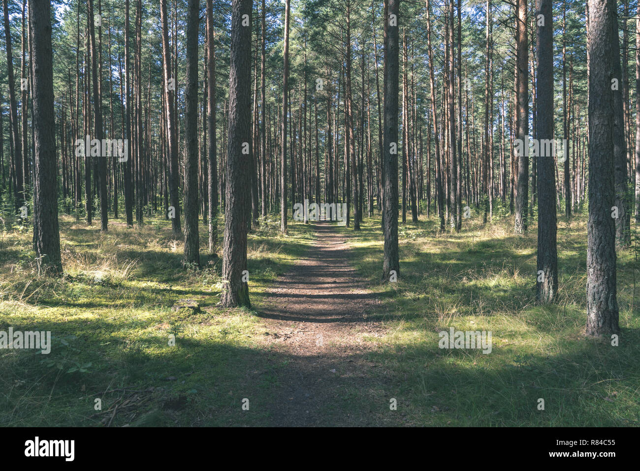 tourist hiking trail track in green summer forest with dark ground and ...