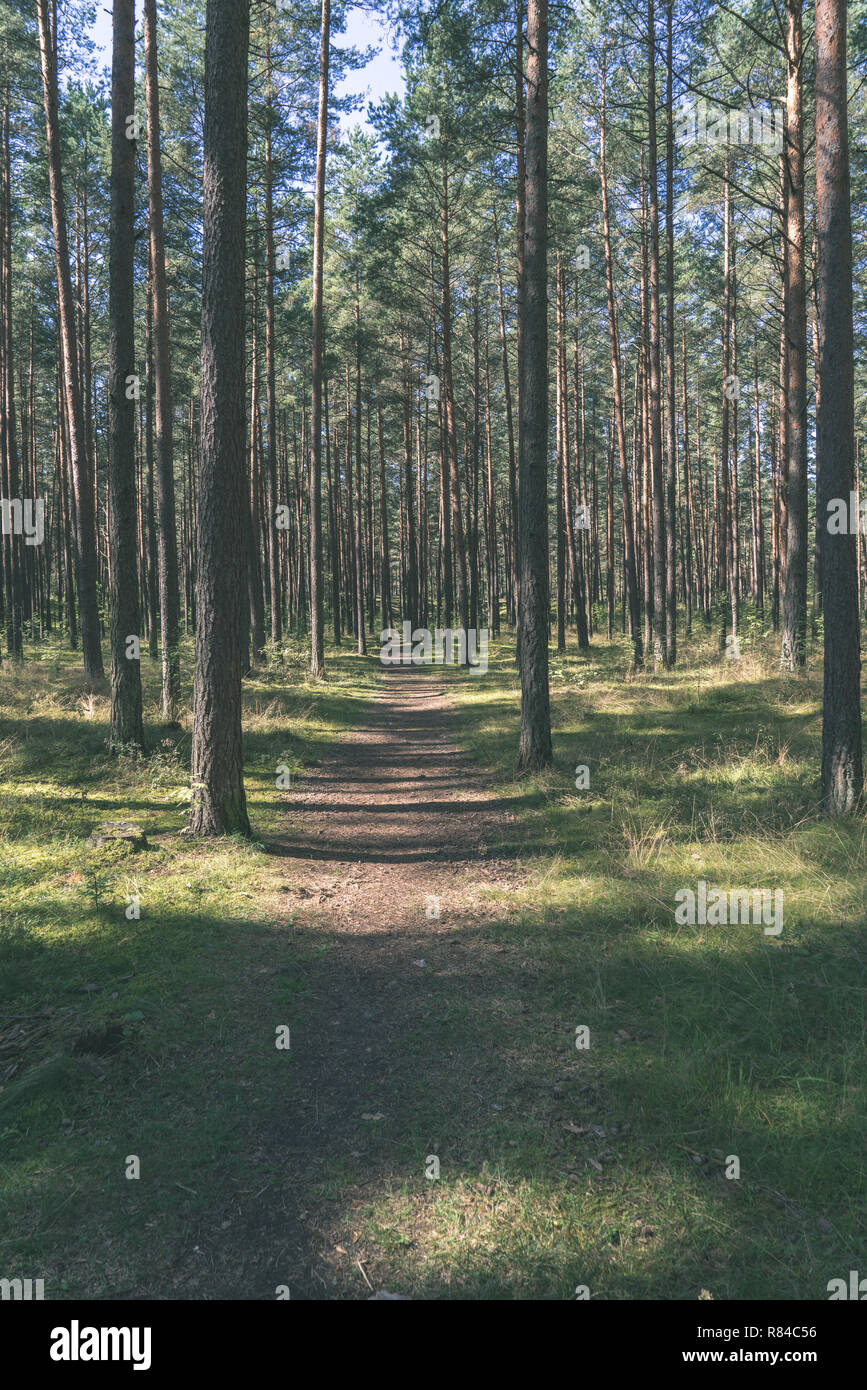 tourist hiking trail track in green summer forest with dark ground and ...