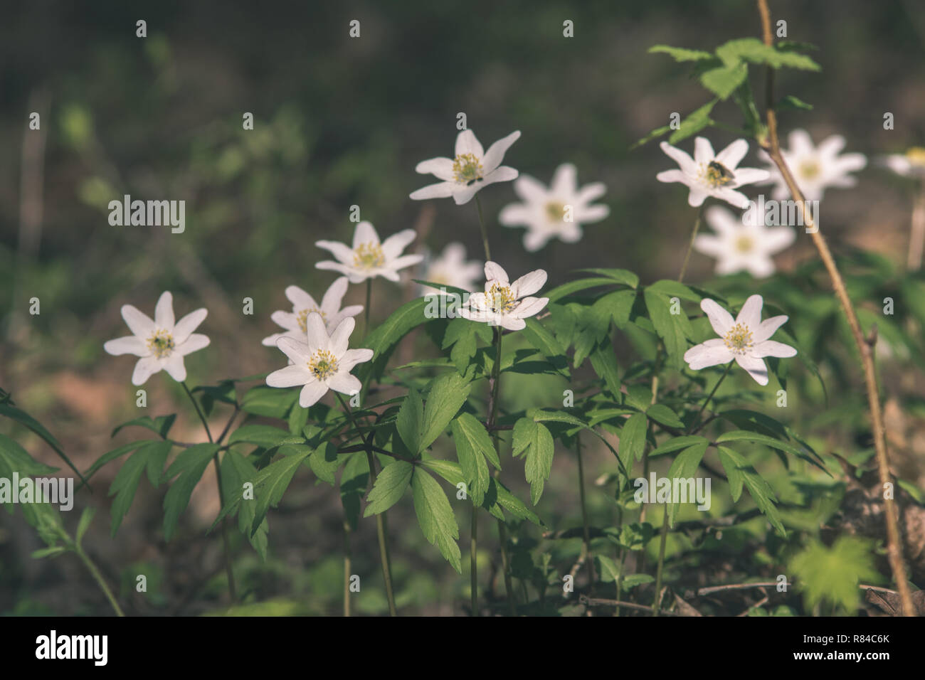 wild random flowers blooming in nature with green foliage in meadow ...