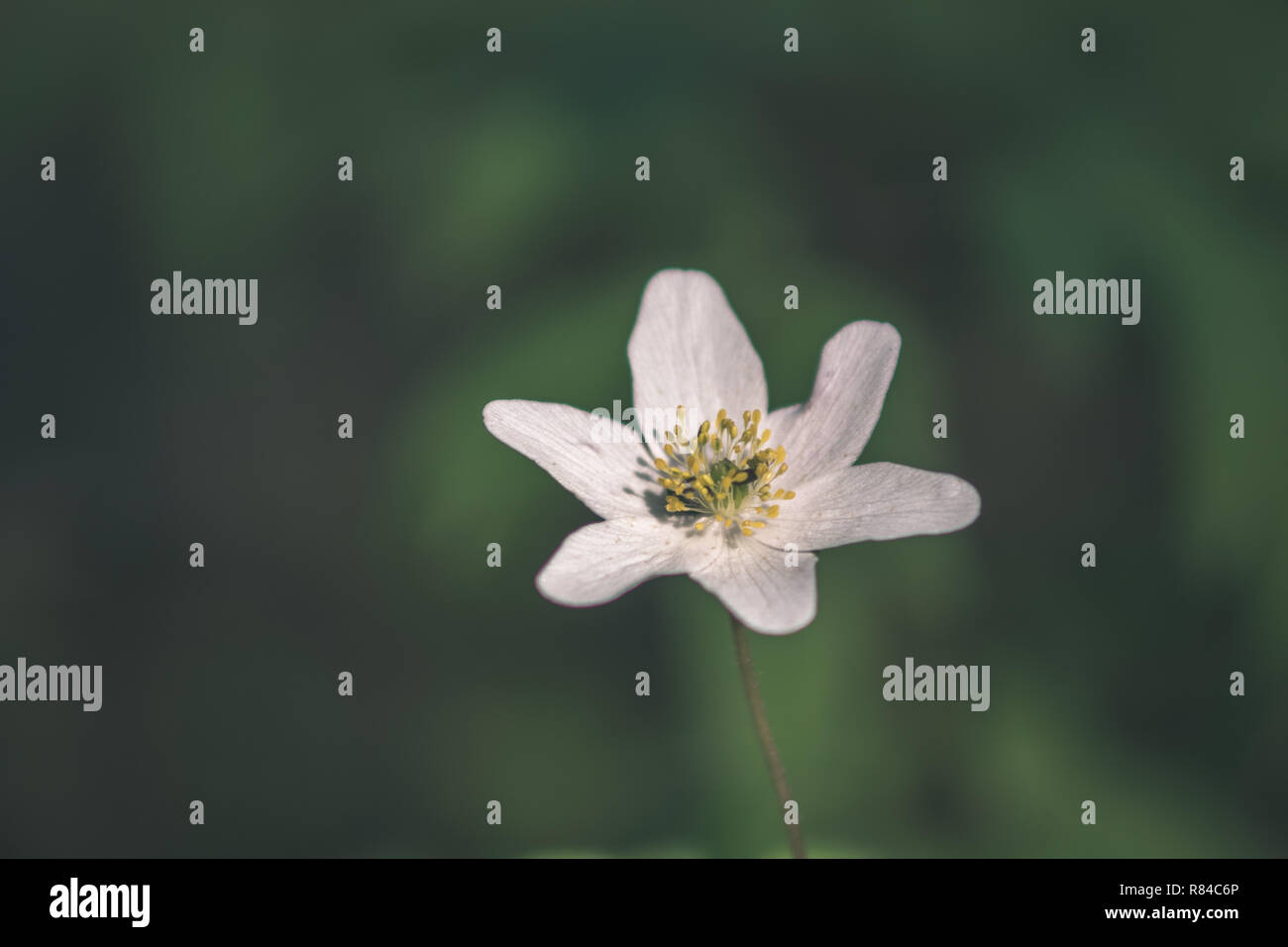 wild random flowers blooming in nature with green foliage in meadow ...