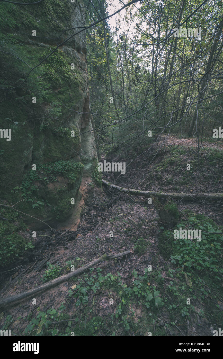 tourist hiking trail track in green summer forest with dark ground and ...