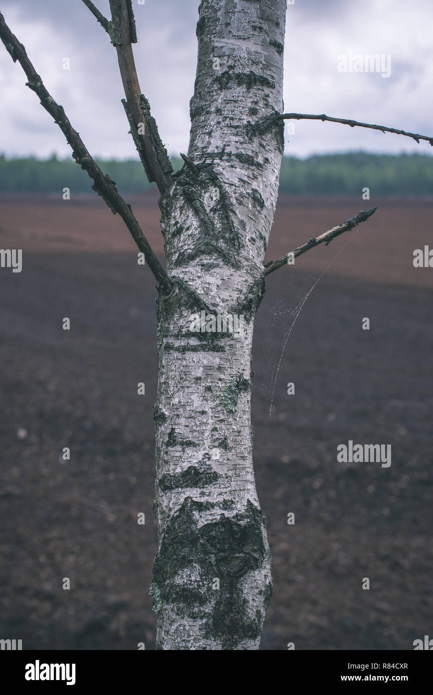 old dry tree trunk stomp texture with bark in nature - vintage retro ...