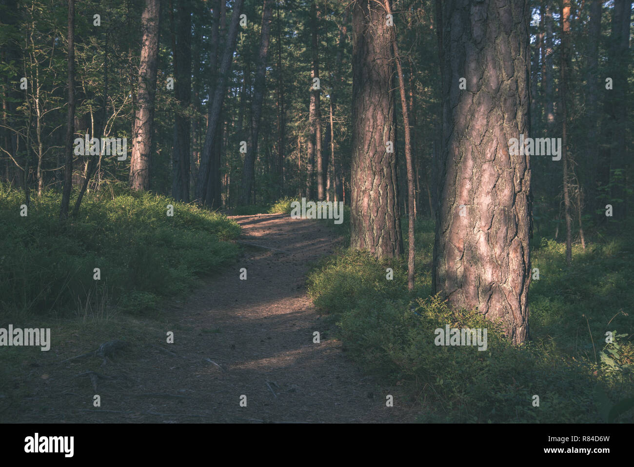 tourist hiking trail track in green summer forest with dark ground and ...