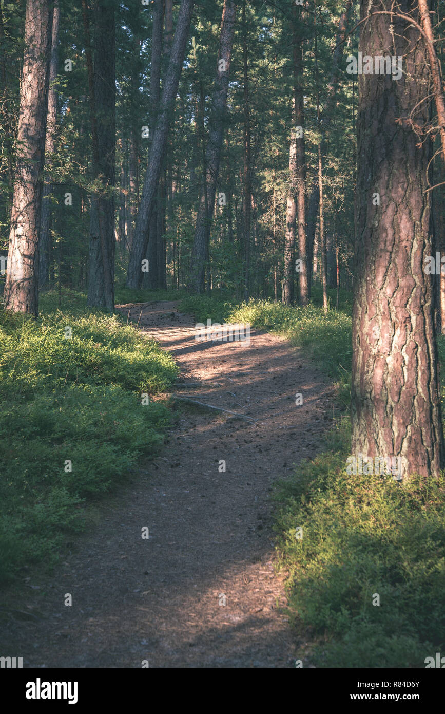 tourist hiking trail track in green summer forest with dark ground and ...