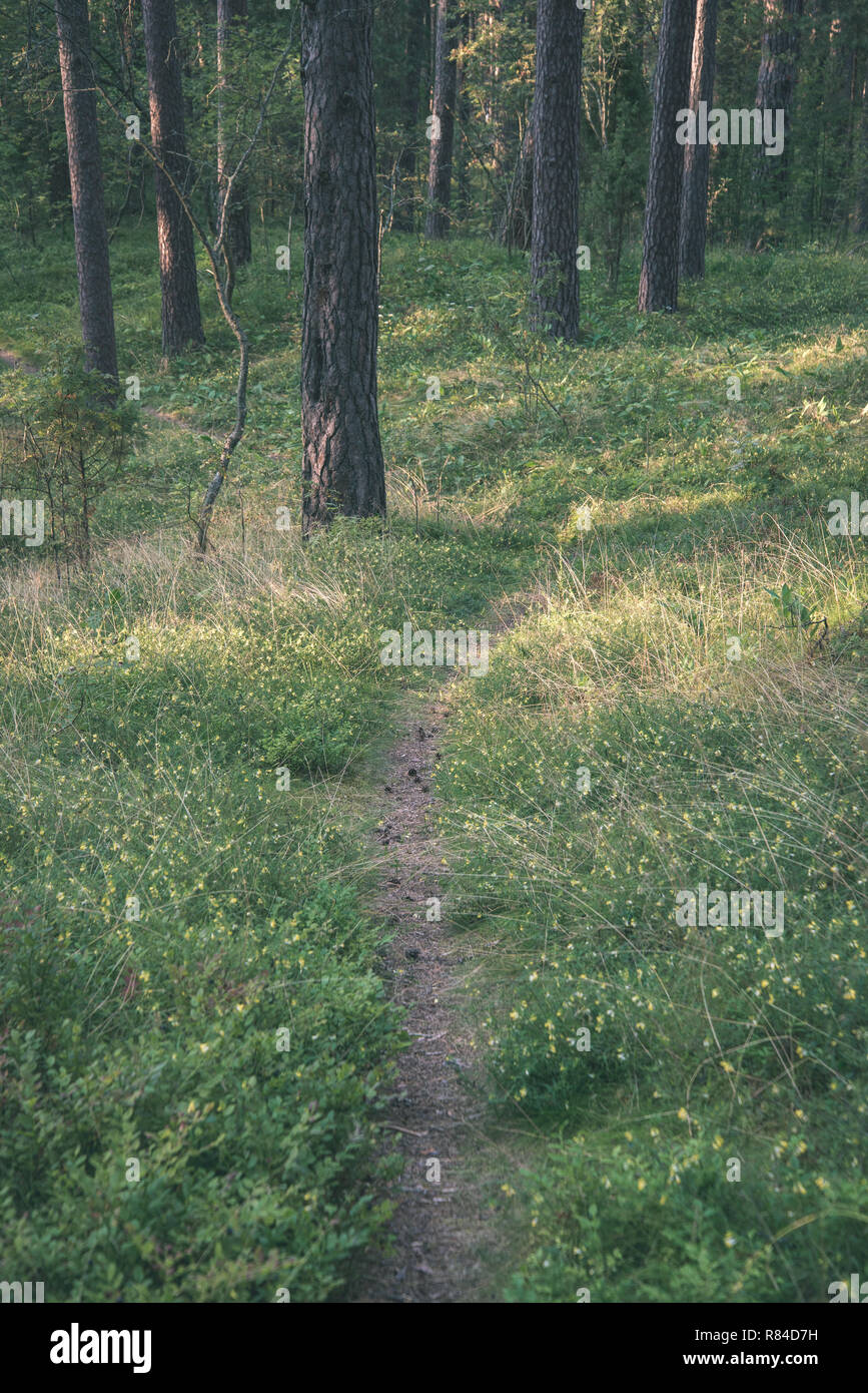 tourist hiking trail track in green summer forest with dark ground and ...