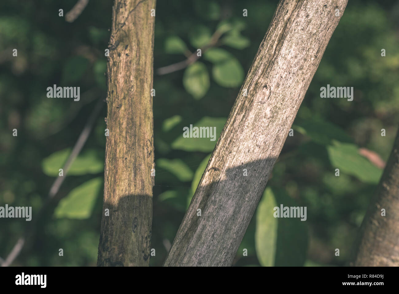 old dry tree trunk stomp texture with bark in nature - vintage retro ...