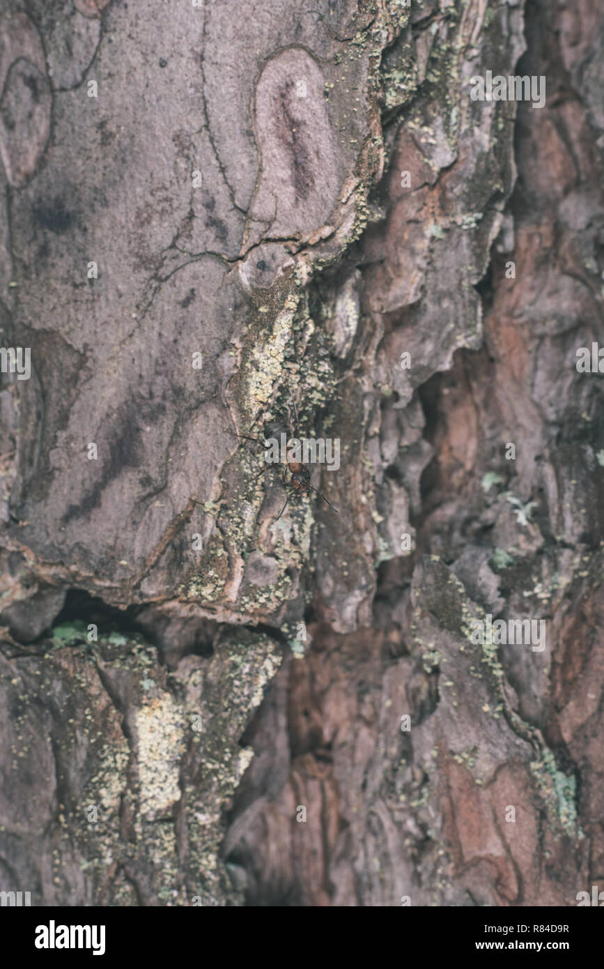 old dry tree trunk stomp texture with bark in nature - vintage retro ...